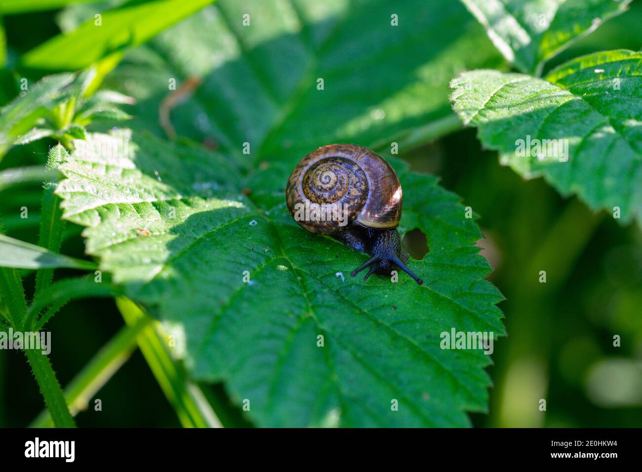 Small brown snail hi-res stock photography and images - Alamy