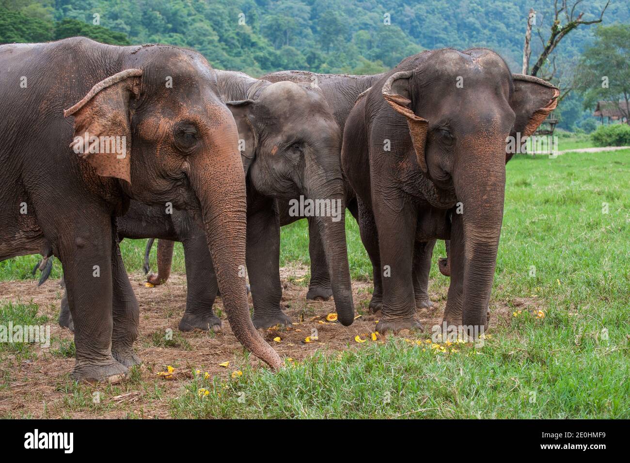 Elephant Nature Park High Resolution Stock Photography and Images - Alamy