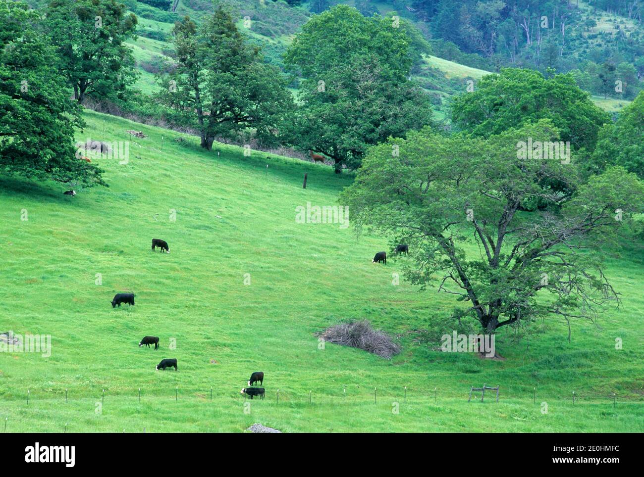 Cattle river fence hi-res stock photography and images - Alamy