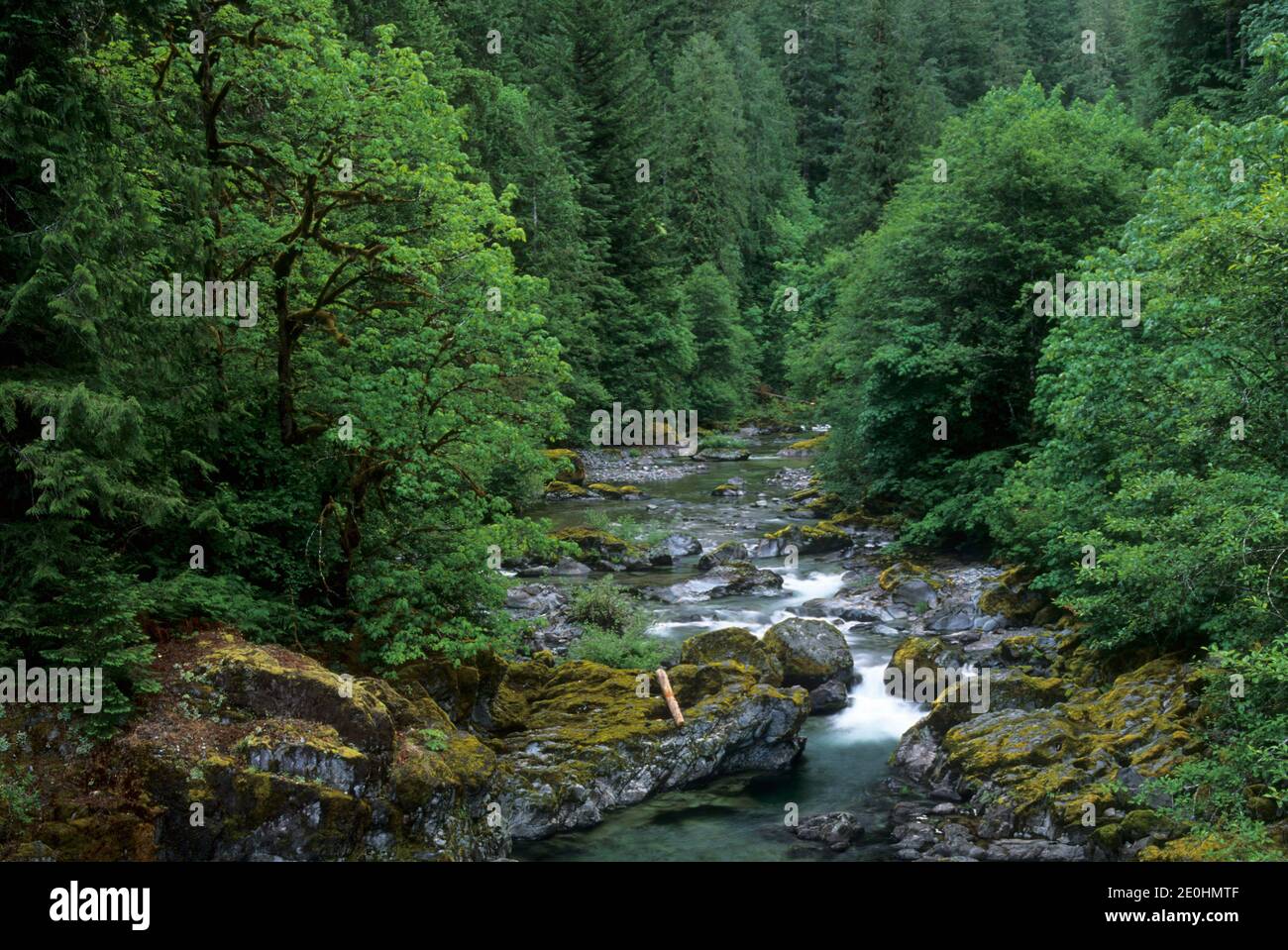 Quartzville Creek Wild & Scenic River, Quartzville National Back ...