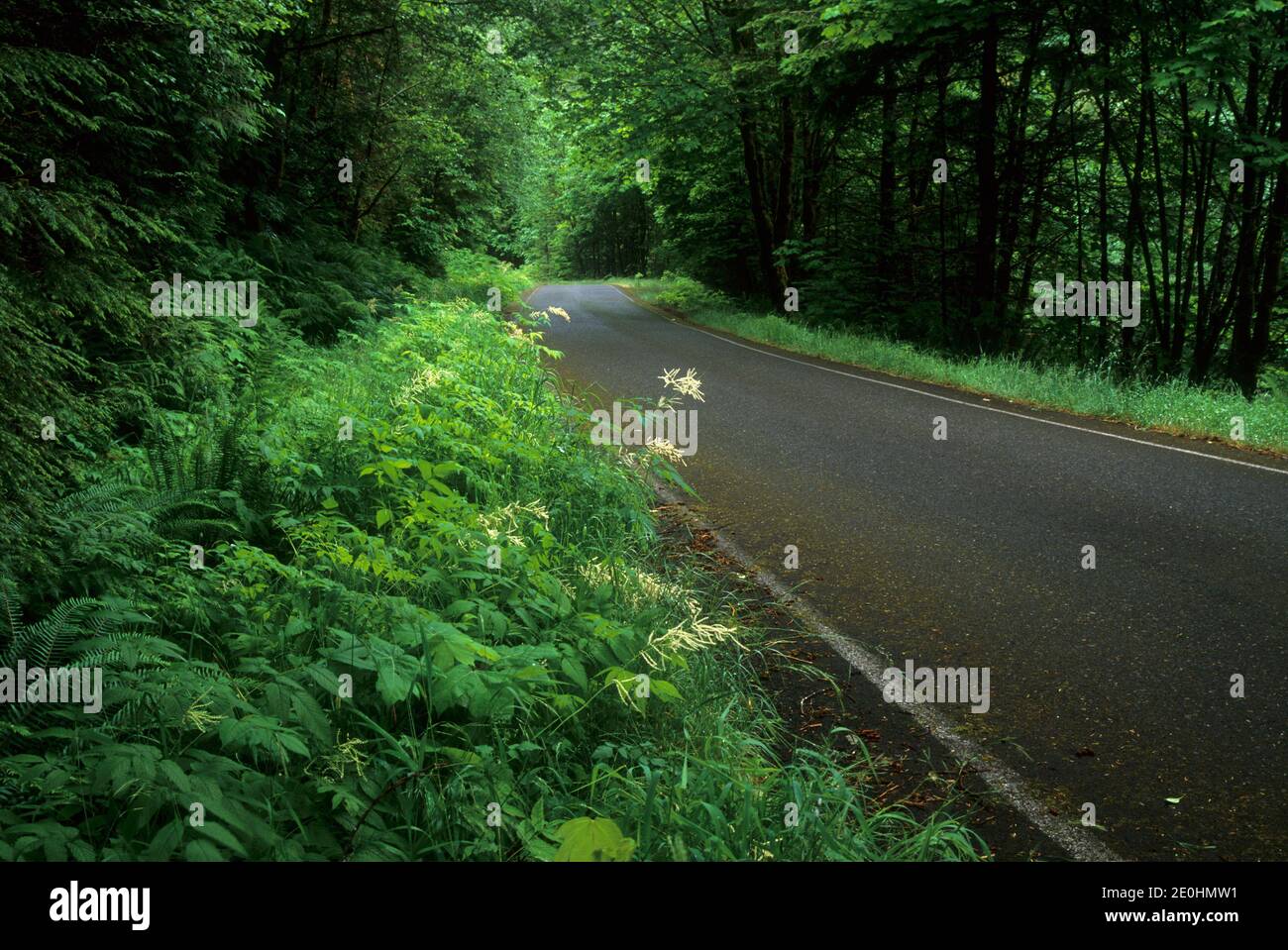 Quartzville National Back Country Byway, Willamette National Forest ...