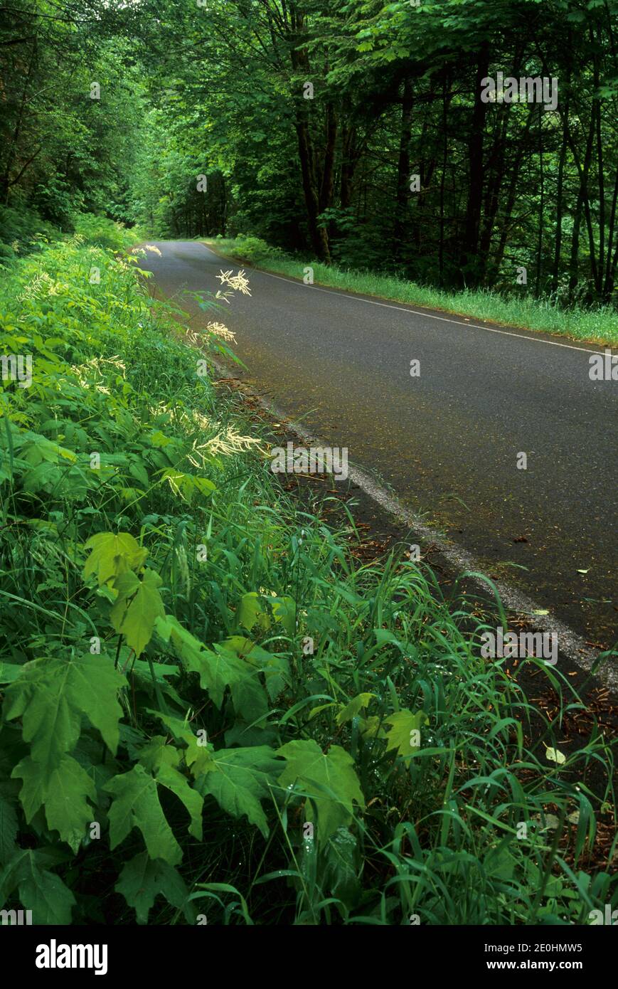 Quartzville National Back Country Byway, Willamette National Forest ...
