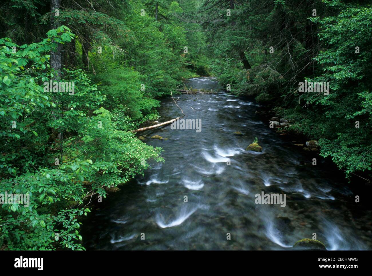 South Fork McKenzie River, Aufderheide National Scenic Byway ...