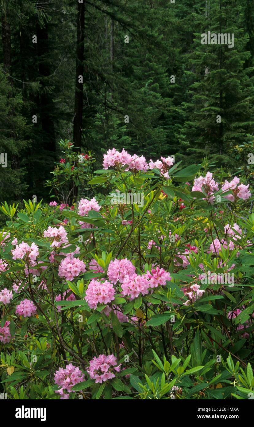 Ancient forest with Pacific rhododendron (Rhododendron macrophyllum ...