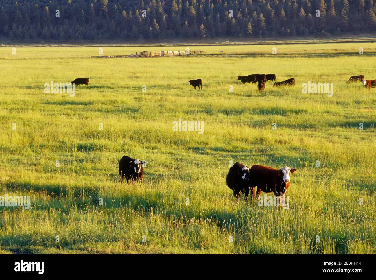 Cattle on range, Volcano Legacy National Scenic Byway, Klamath County ...