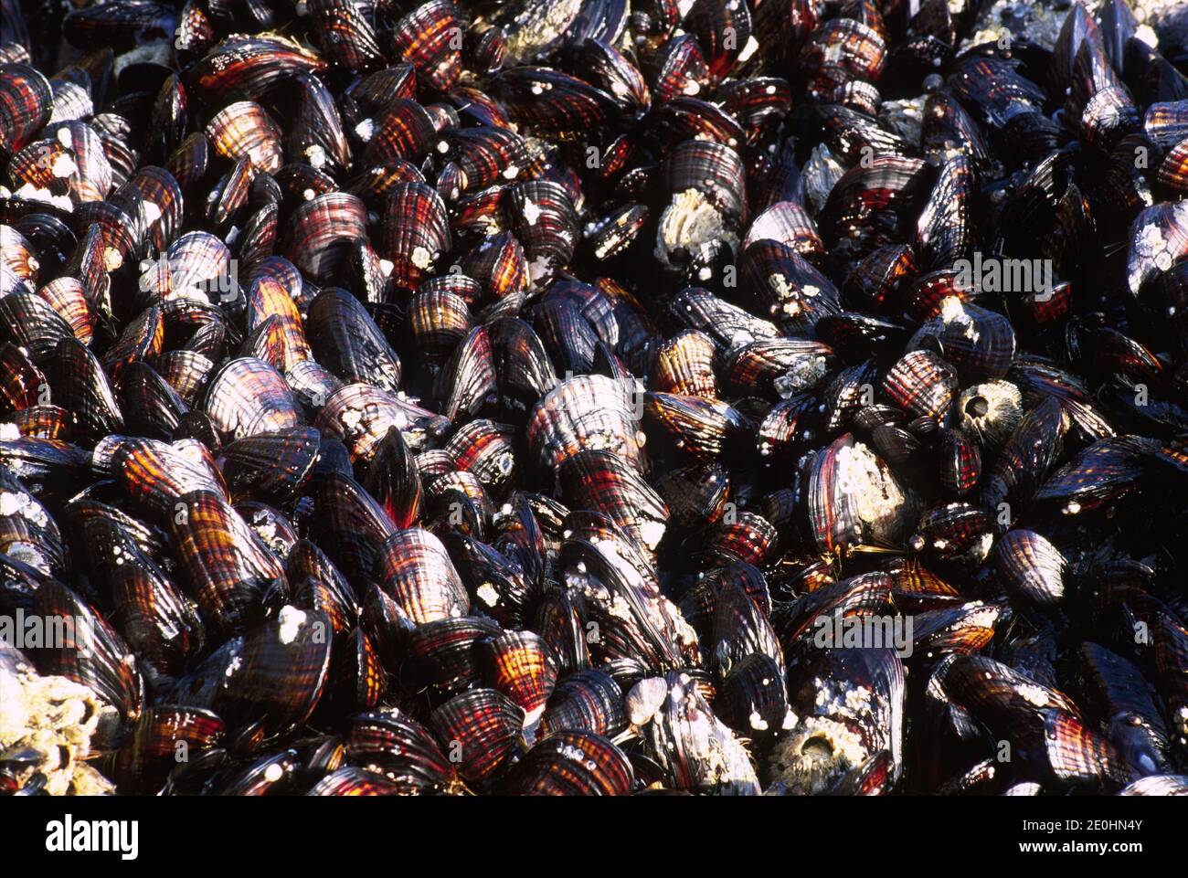 Mussels on Lighthouse Beach, Bastendorff County Park, Oregon Stock ...