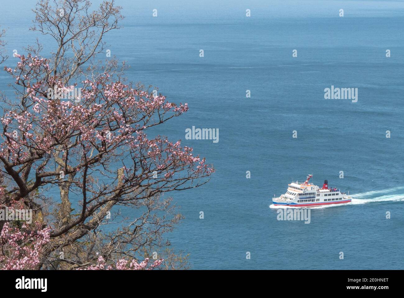 A cruise ship passes by flowering cherry blossom in East Hokkaido Stock ...