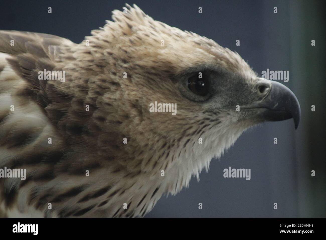 Brontok eagle perched hi-res stock photography and images - Alamy