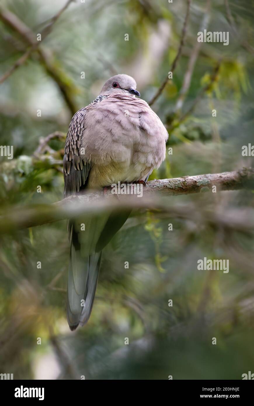 Spotted Dove - Spilopelia chinensis, common beautiful dove from ...