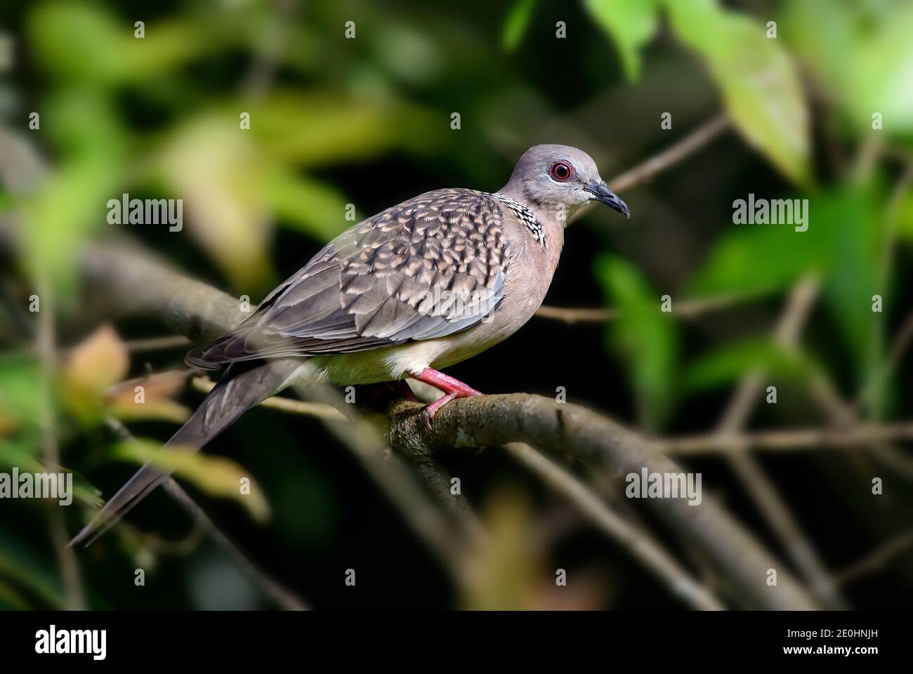 Spotted Dove - Spilopelia chinensis, common beautiful dove from ...