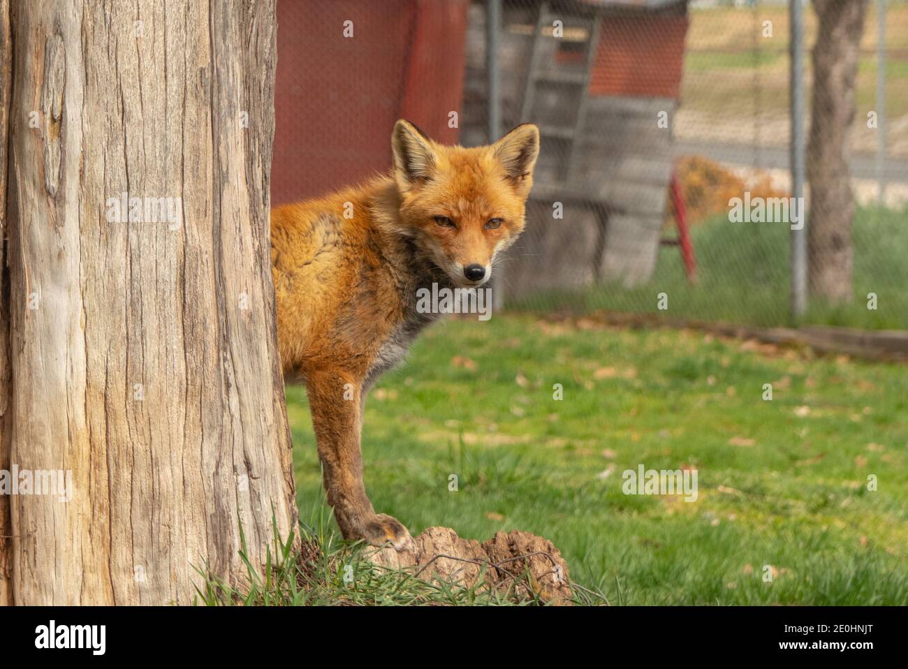 Fox appearing from behind a tree on a sunny day Stock Photo - Alamy