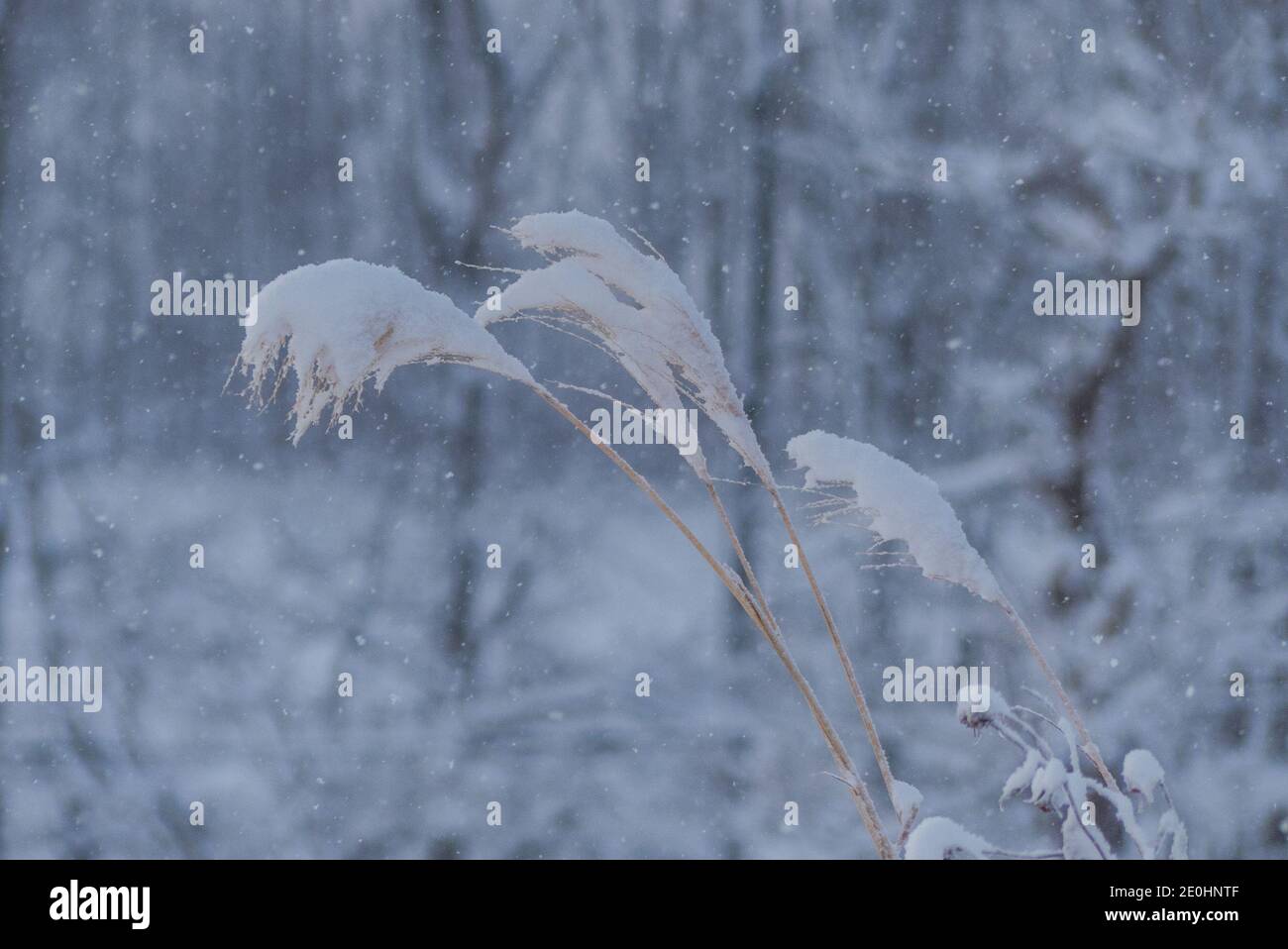 Frozen bamboo grass after heavy winter snow Stock Photo - Alamy