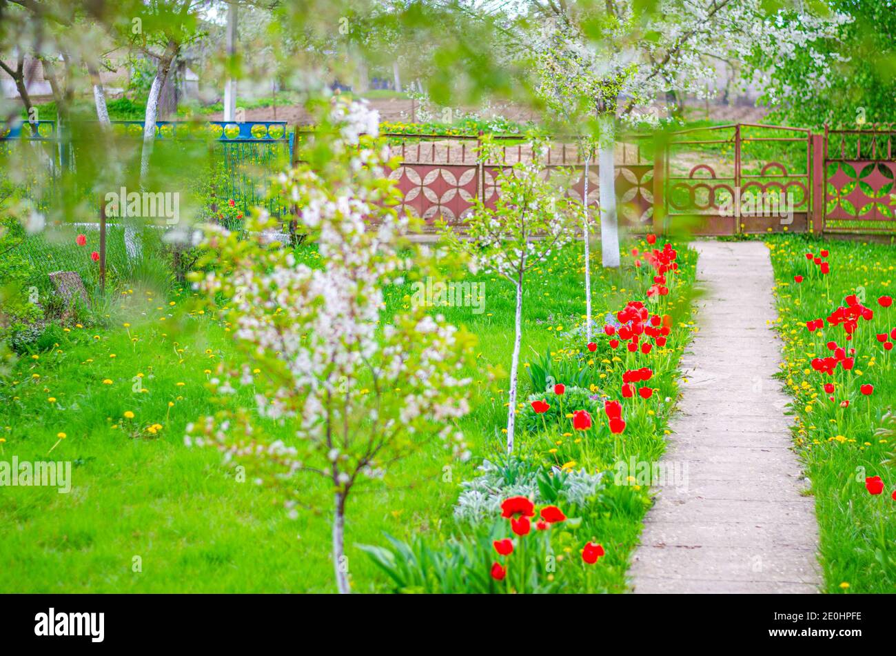 Typical village yard with green grass lawn, cement path, red flowers ...