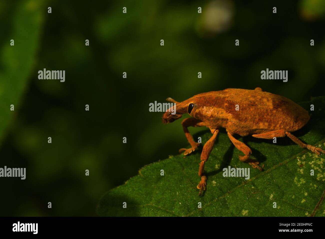 Weevil Beetle With Angled Antenna High Resolution Stock Photography and ...