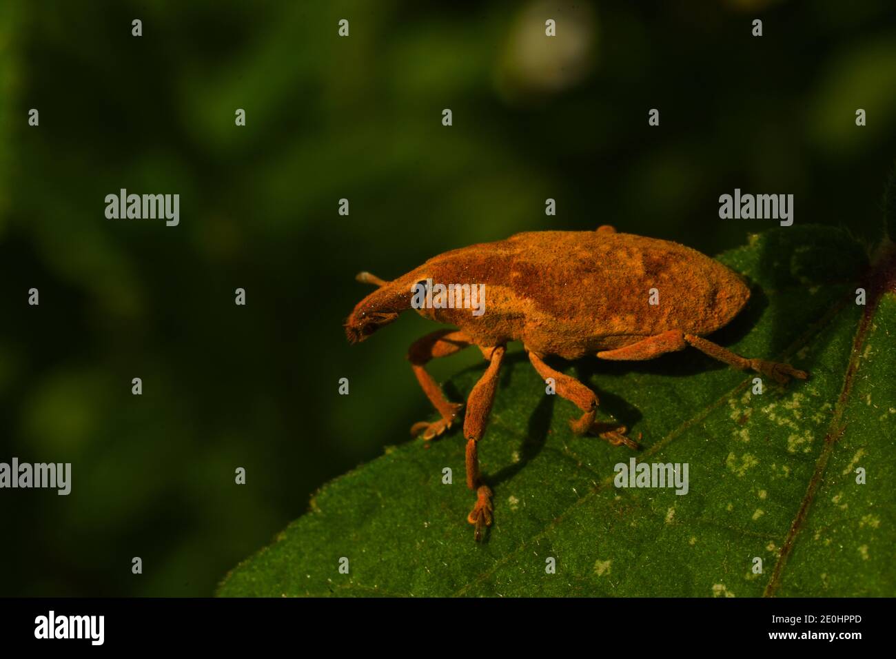 Weevil Beetle With Angled Antenna High Resolution Stock Photography and ...