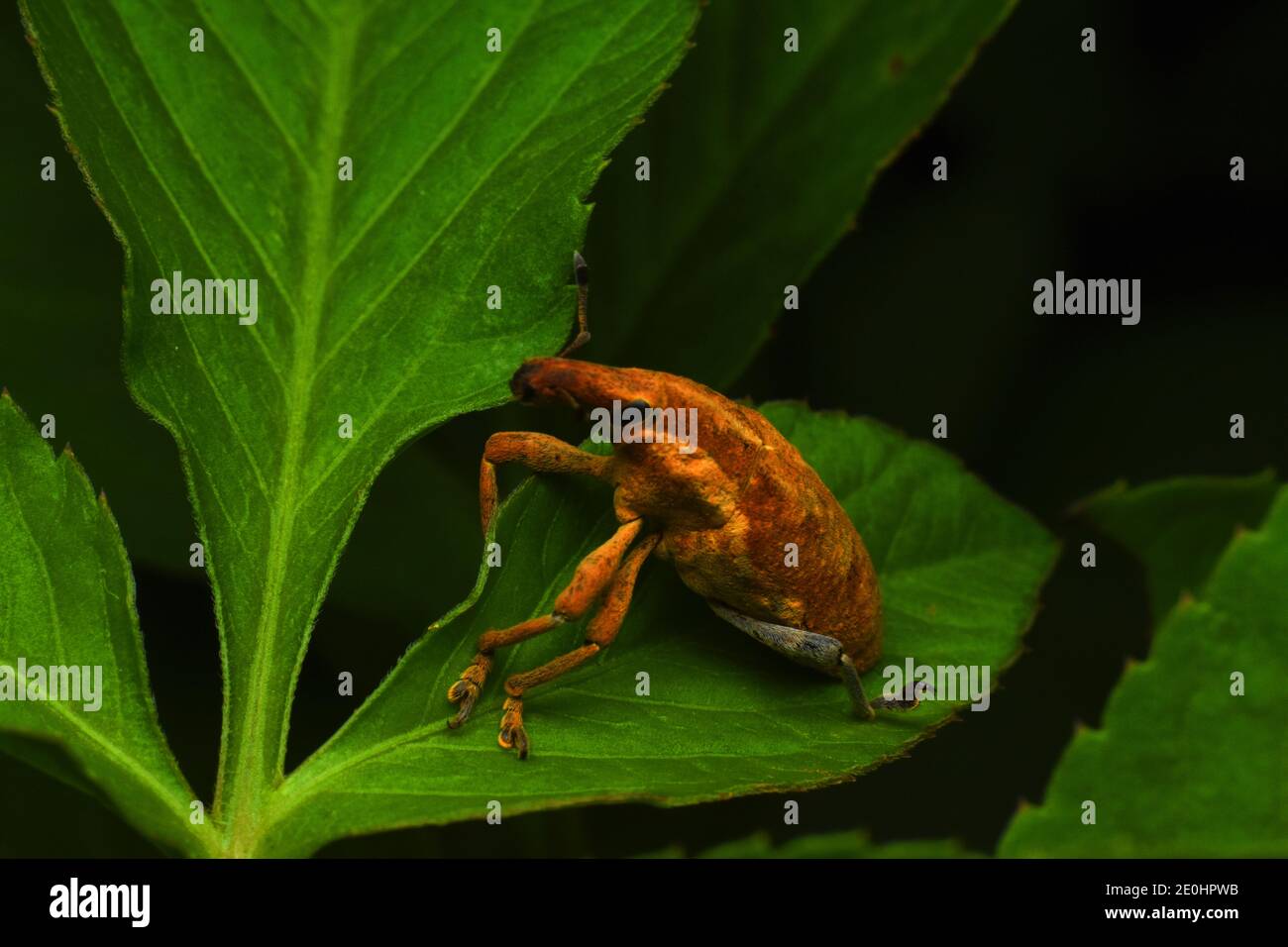 Weevil beetle with angled antenna hi-res stock photography and images ...