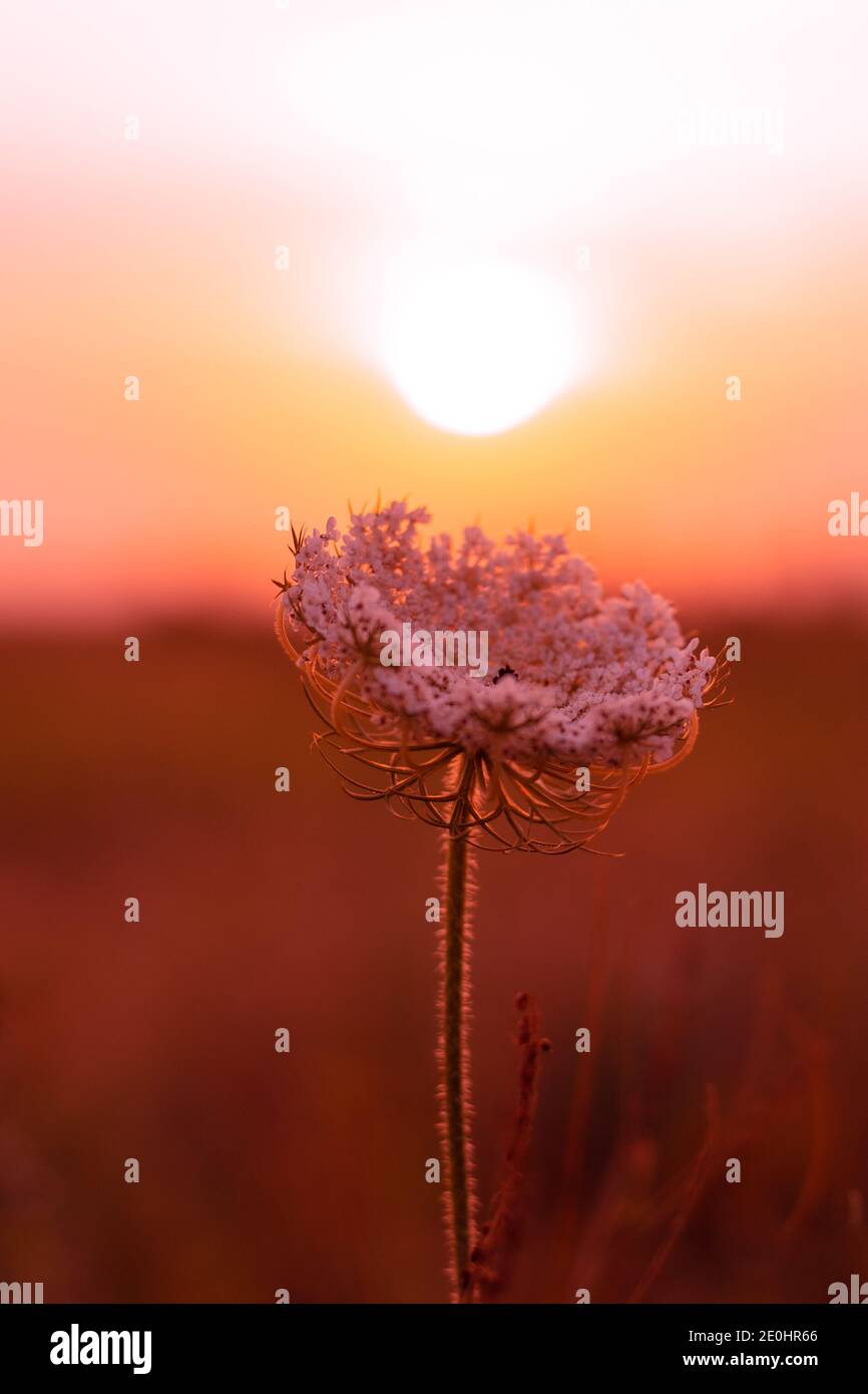 Achillea millefolium orange hi-res stock photography and images - Alamy