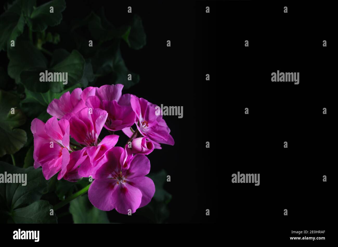 Purple Pelargonium Flower High Resolution Stock Photography and Images ...