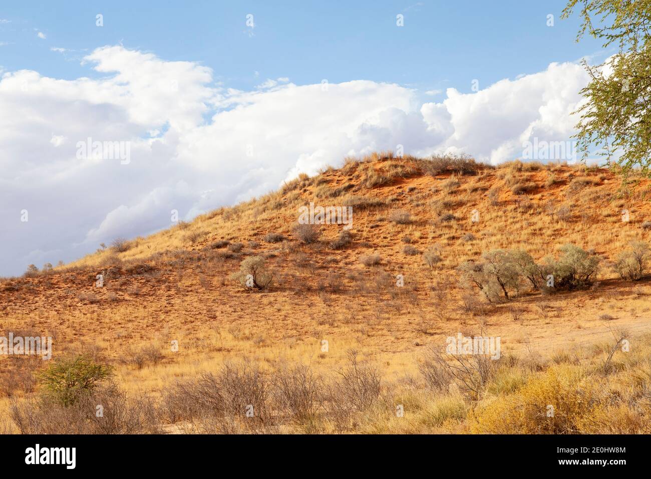 Red sand dunes kalahari desert hi-res stock photography and images - Alamy