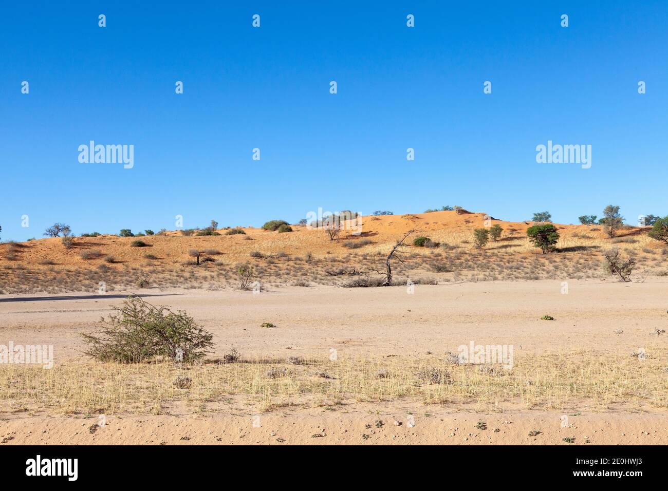 Red sand dunes kalahari desert hi-res stock photography and images - Alamy