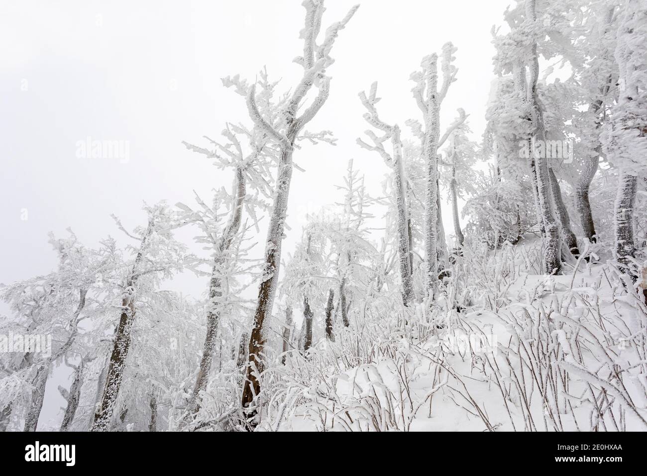 forest covered in snow and ice, extreme winter conditions Stock Photo ...