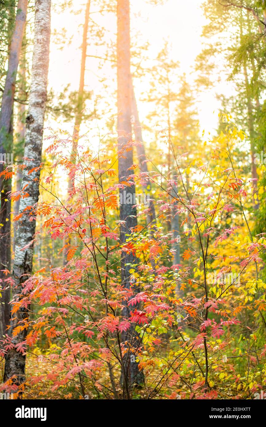 Autumn landscape. Forest with rowan trees with red leaves and yellow ...