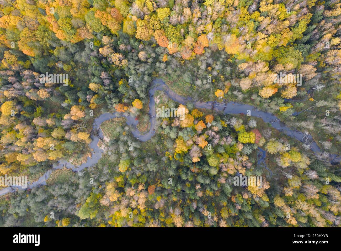 Aerial top down view of river flowing through green yellow autumn forest Stock Photo - Alamy