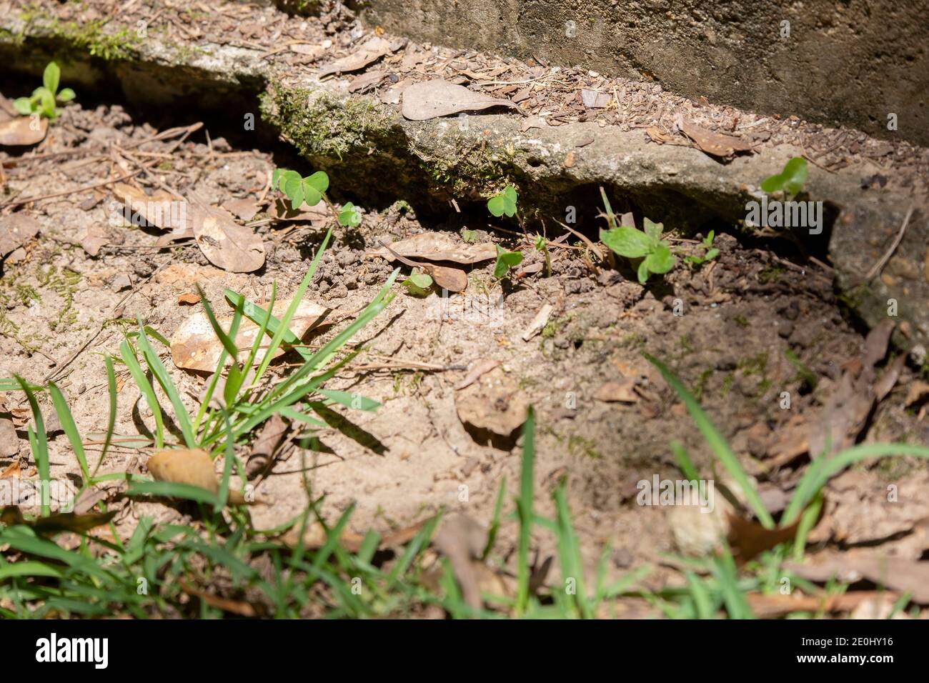 Edge of a concrete slab against dry dirt Stock Photo - Alamy