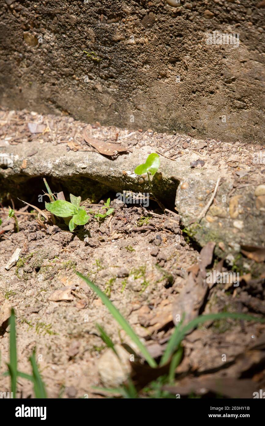 Edge of a concrete slab against dry dirt Stock Photo - Alamy