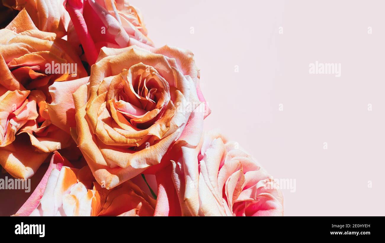 Light Pink Roses Tumblr Background