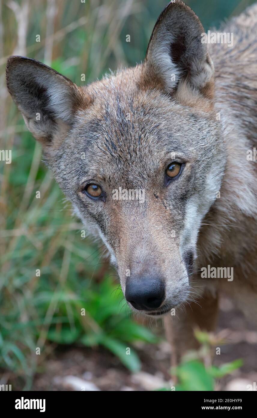 Italy abruzzo national park wildlife hi-res stock photography and ...