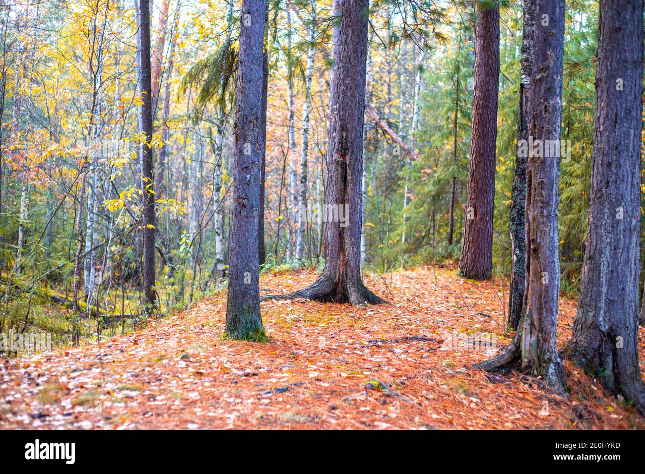 Autumn landscape. A forest with tall pines and fallen yellow leaves ...