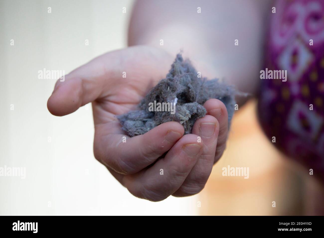 A woman holding a large clump of dryer lint in her hand Stock Photo - Alamy
