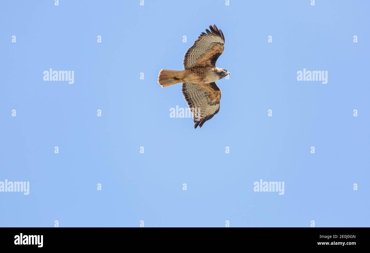 Red-tail hawk in flight Stock Photo - Alamy