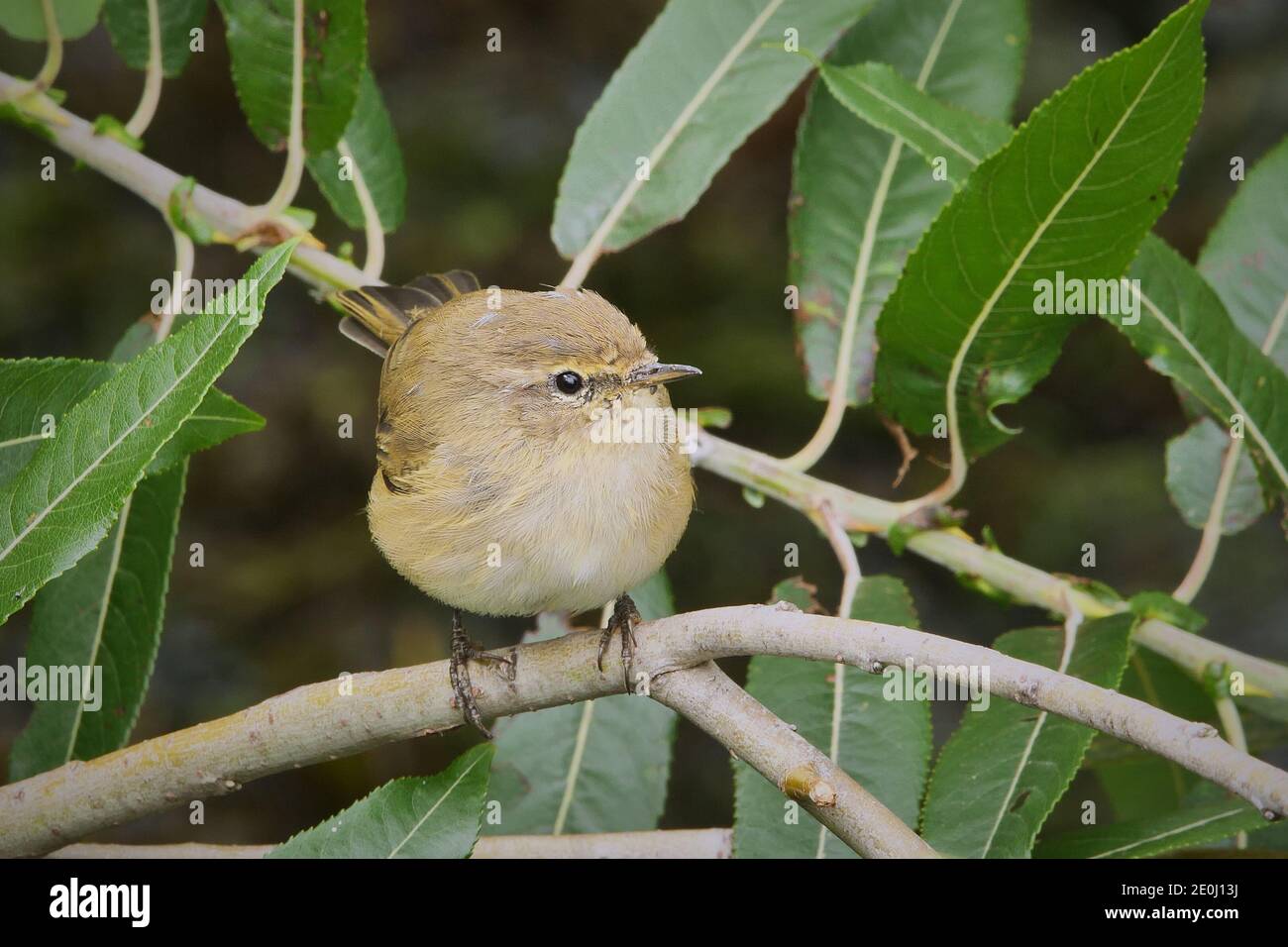 Common chiffchaff ,Leaf warbler (Phylloscopus collybita) Bird close-up ...