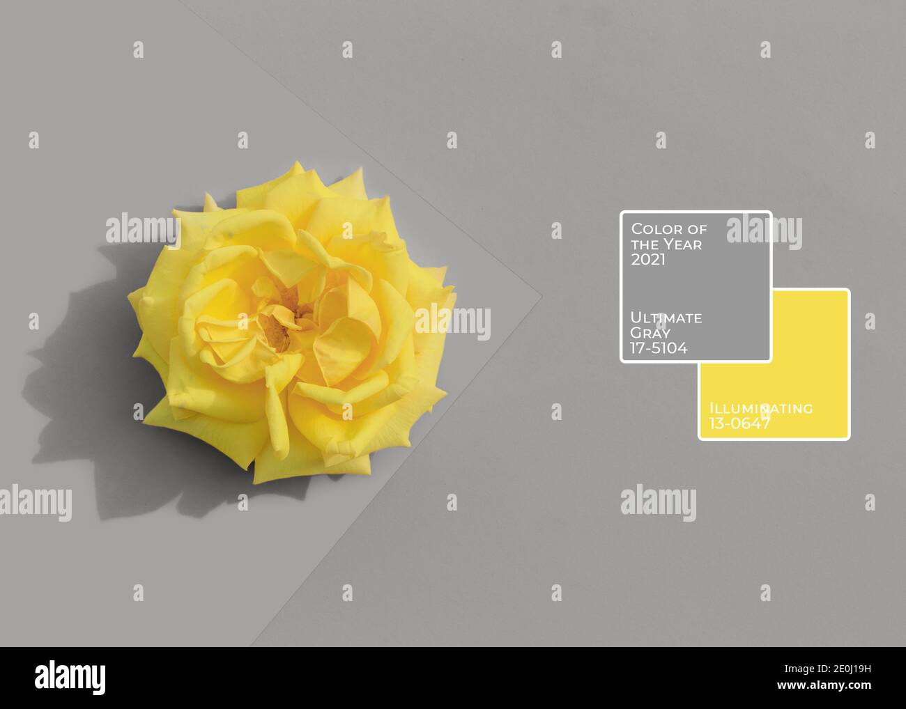 Yellow flower on gray background. Color of the year 2021. Illuminating ...