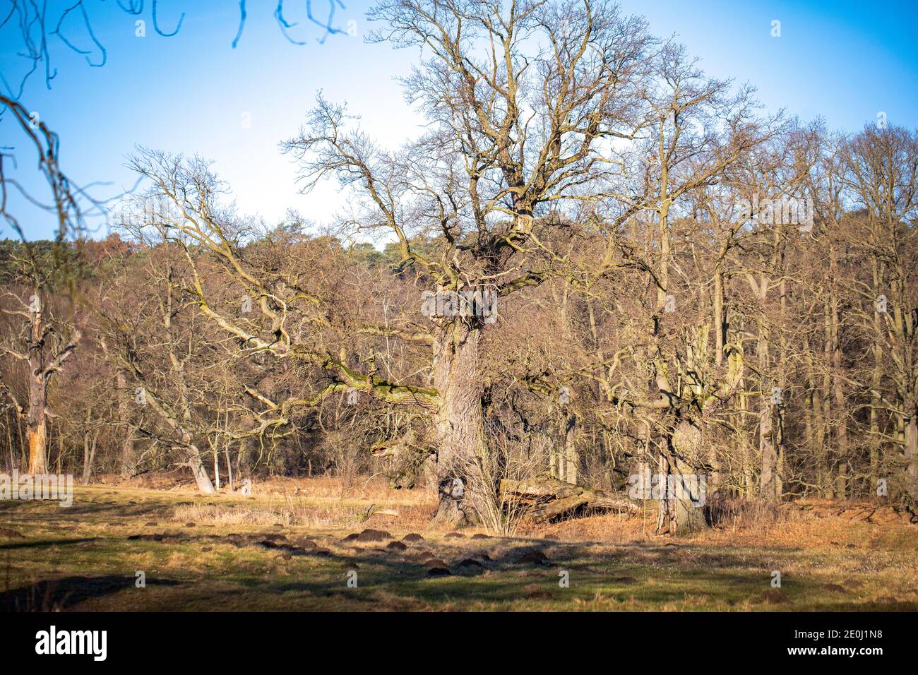 Old oaks. Rogalin Landscape Park. Grazing meadows on the floodplains ...