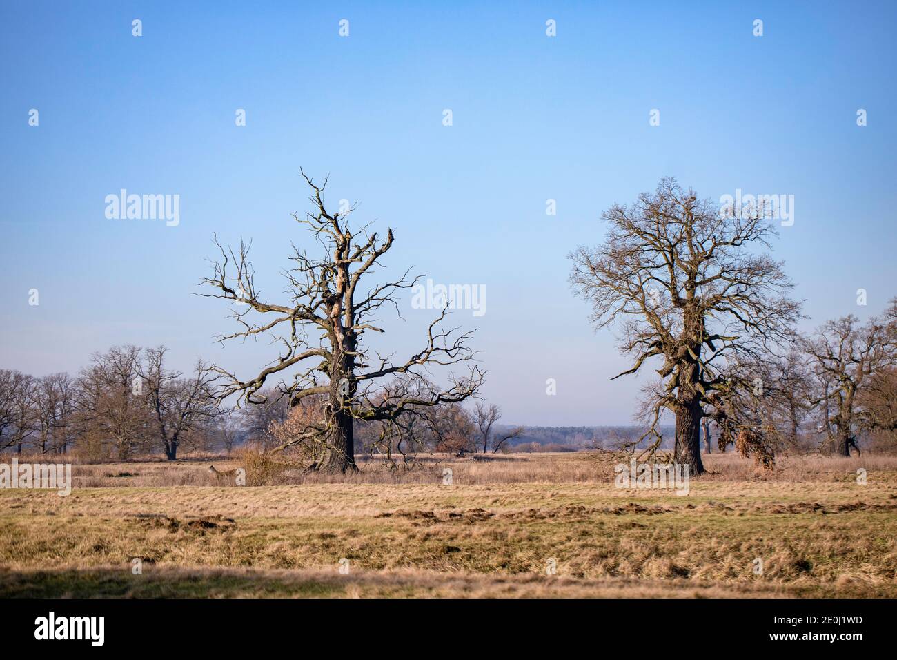 Old oaks. Rogalin Landscape Park. Grazing meadows on the floodplains ...
