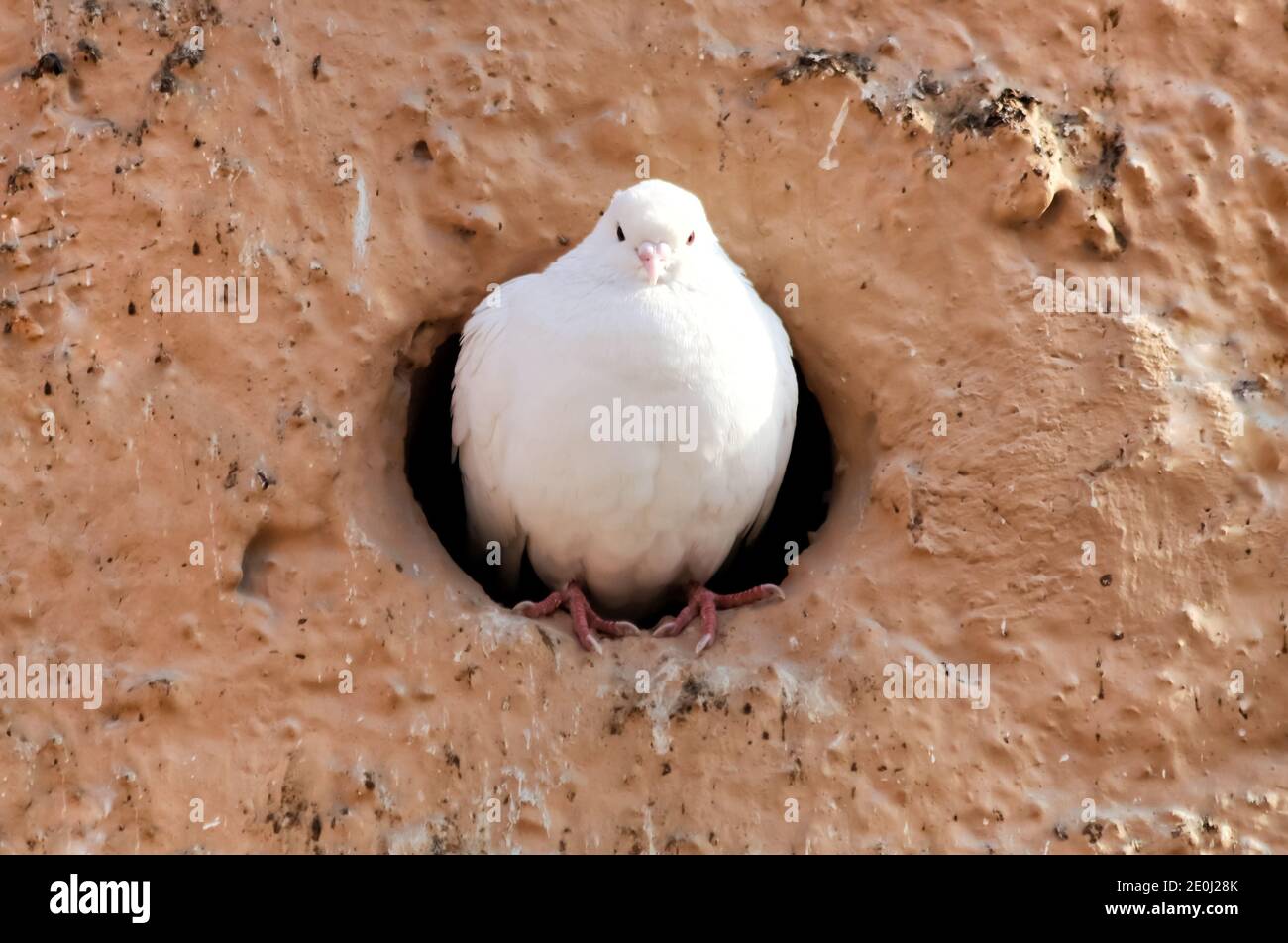 A pigeon sitting in pigeon tower Stock Photo - Alamy