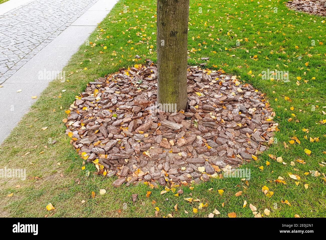 The joint of the two coatings - grass lawn and ulverised tree bark ...