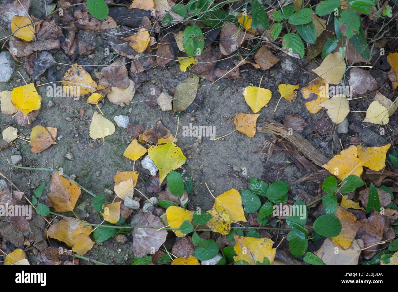 Background texture with autumnal leaves on the floor, in spain Stock ...