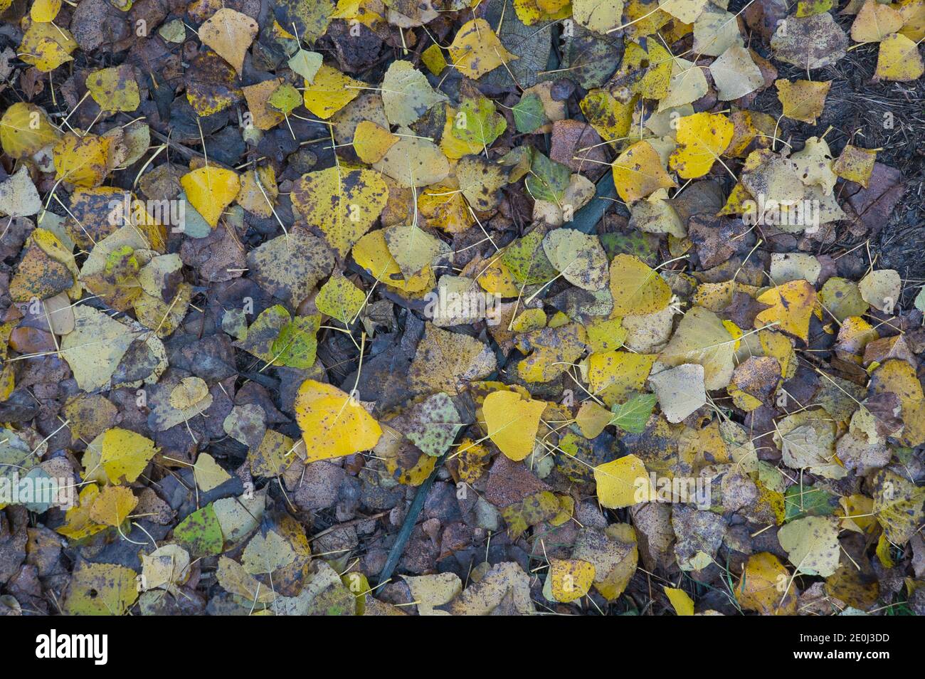 Background texture with autumnal leaves on the floor, in spain Stock ...