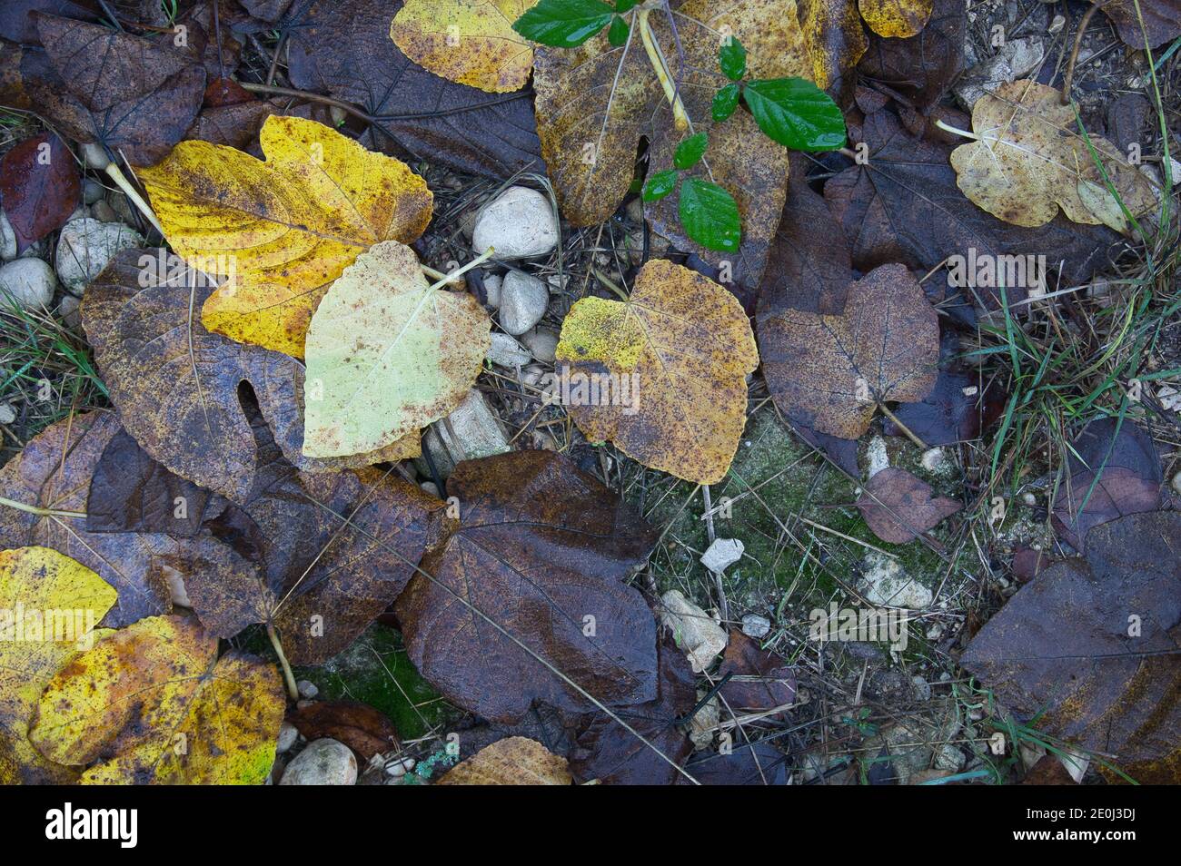 Background texture with autumnal leaves on the floor, in spain Stock ...