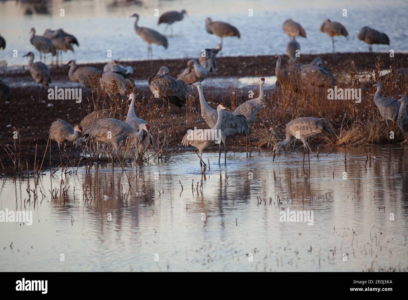 Sandhill Cranes at Whitewater Draw Stock Photo - Alamy