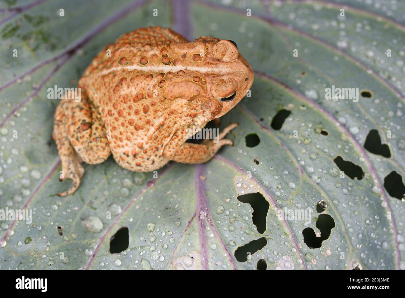 Eastern American Toad in Pennsylvania Garden Stock Photo - Alamy