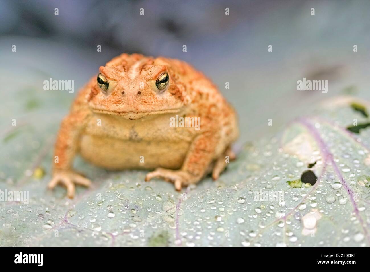 Eastern American Toad in Pennsylvania Garden Stock Photo - Alamy