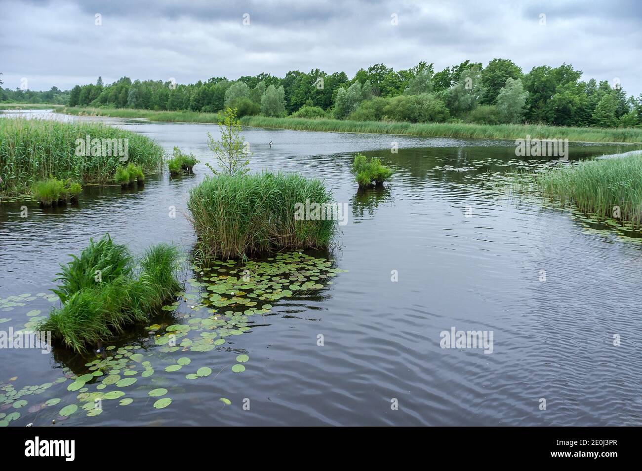 surface of a natural reservoir, forest lake or river or channel Stock ...