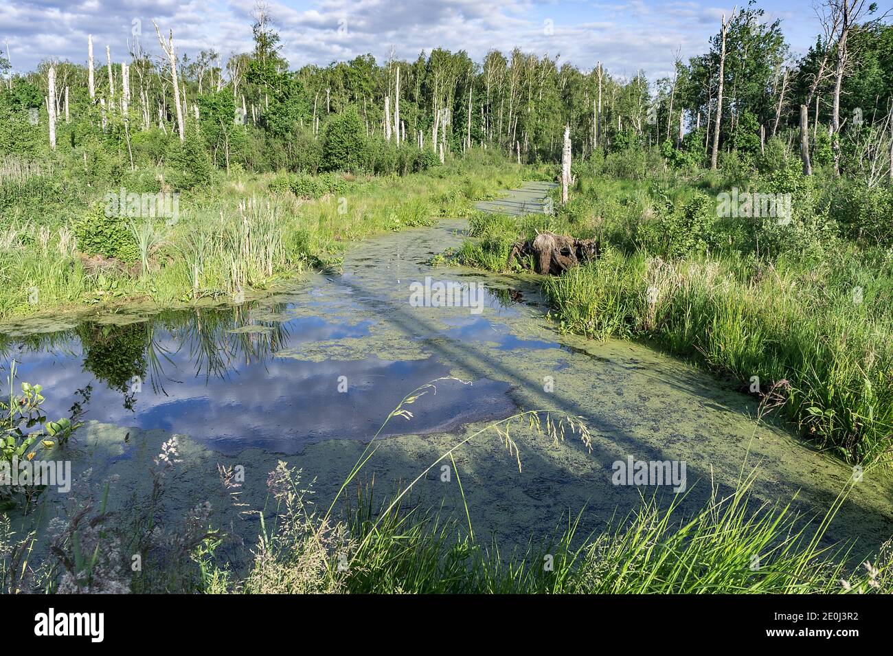 Dead forest marsh coast hi-res stock photography and images - Alamy
