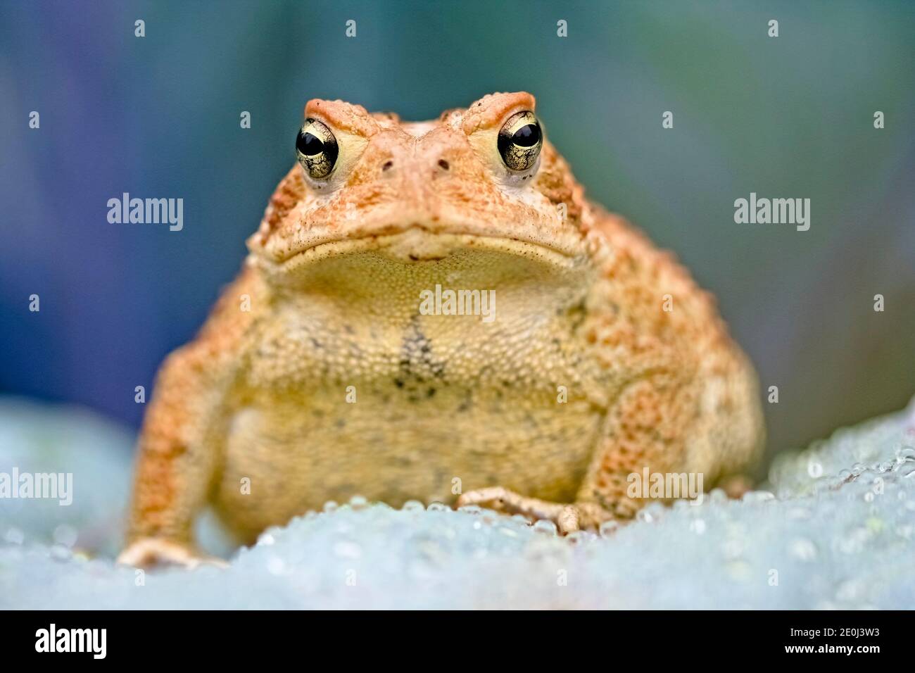 Eastern American Toad in Pennsylvania Garden Stock Photo - Alamy