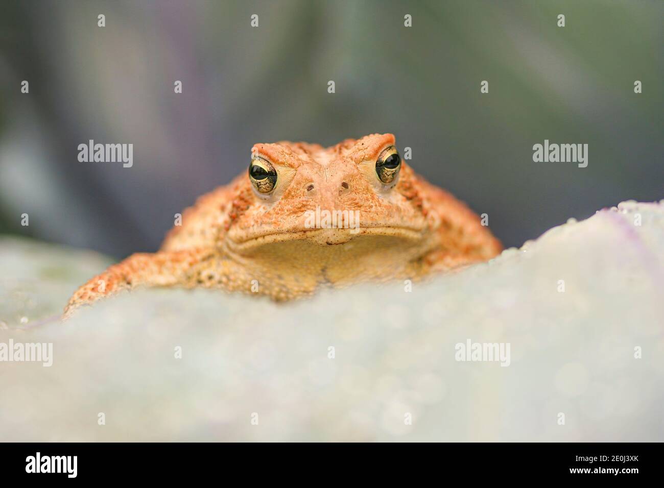 Eastern American Toad in Pennsylvania Garden Stock Photo - Alamy